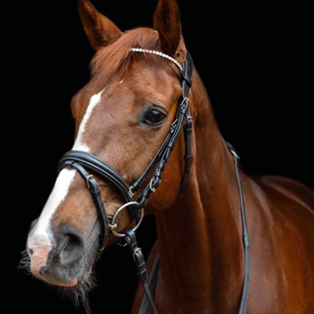 Bezudidlová Uzdečka🐎 | EquiZoo